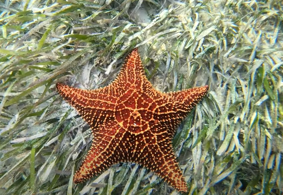 Exploring Bimini with iSups – Adventure Sports USA
